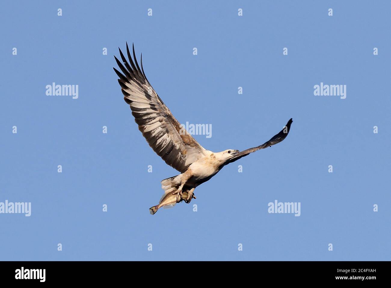 Eagle carrying hi-res stock photography and images - Alamy