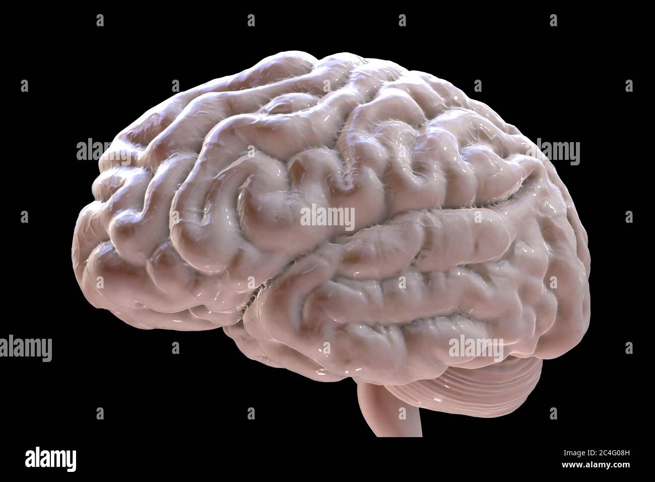 Human brain, computer illustration Stock Photo - Alamy