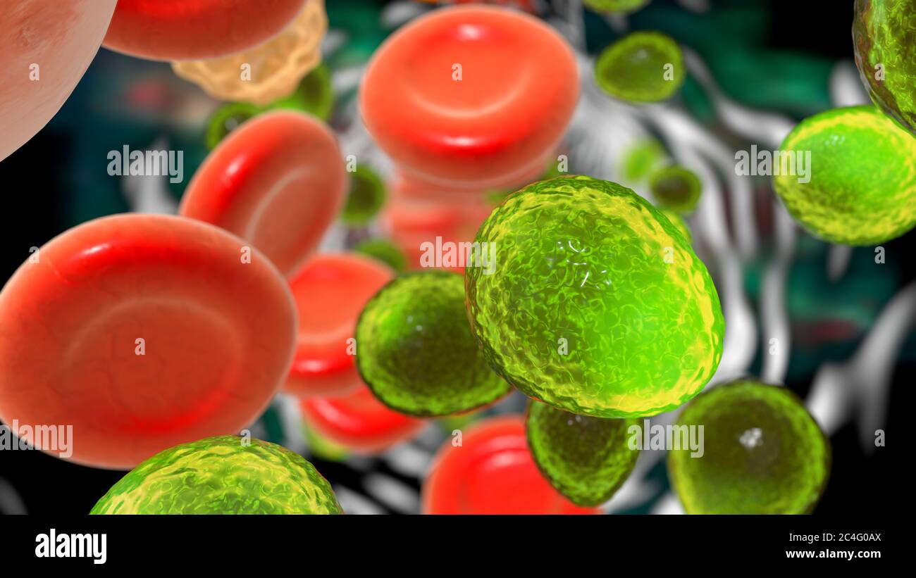 Computer illustration of the unicellular fungus (yeast) Candida auris ...