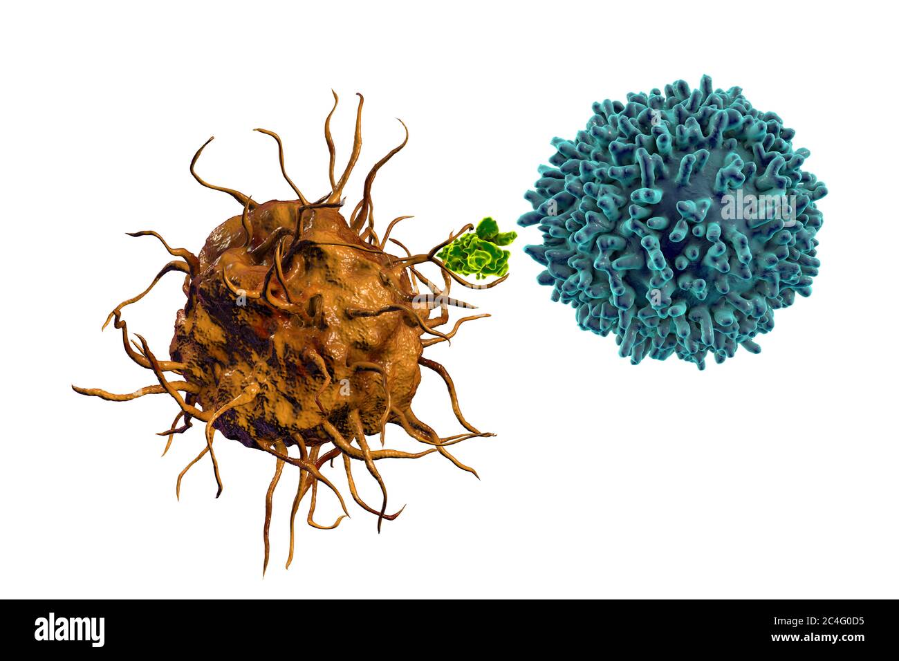 Dendritic cell presenting antigen to T cell, computer illustration ...