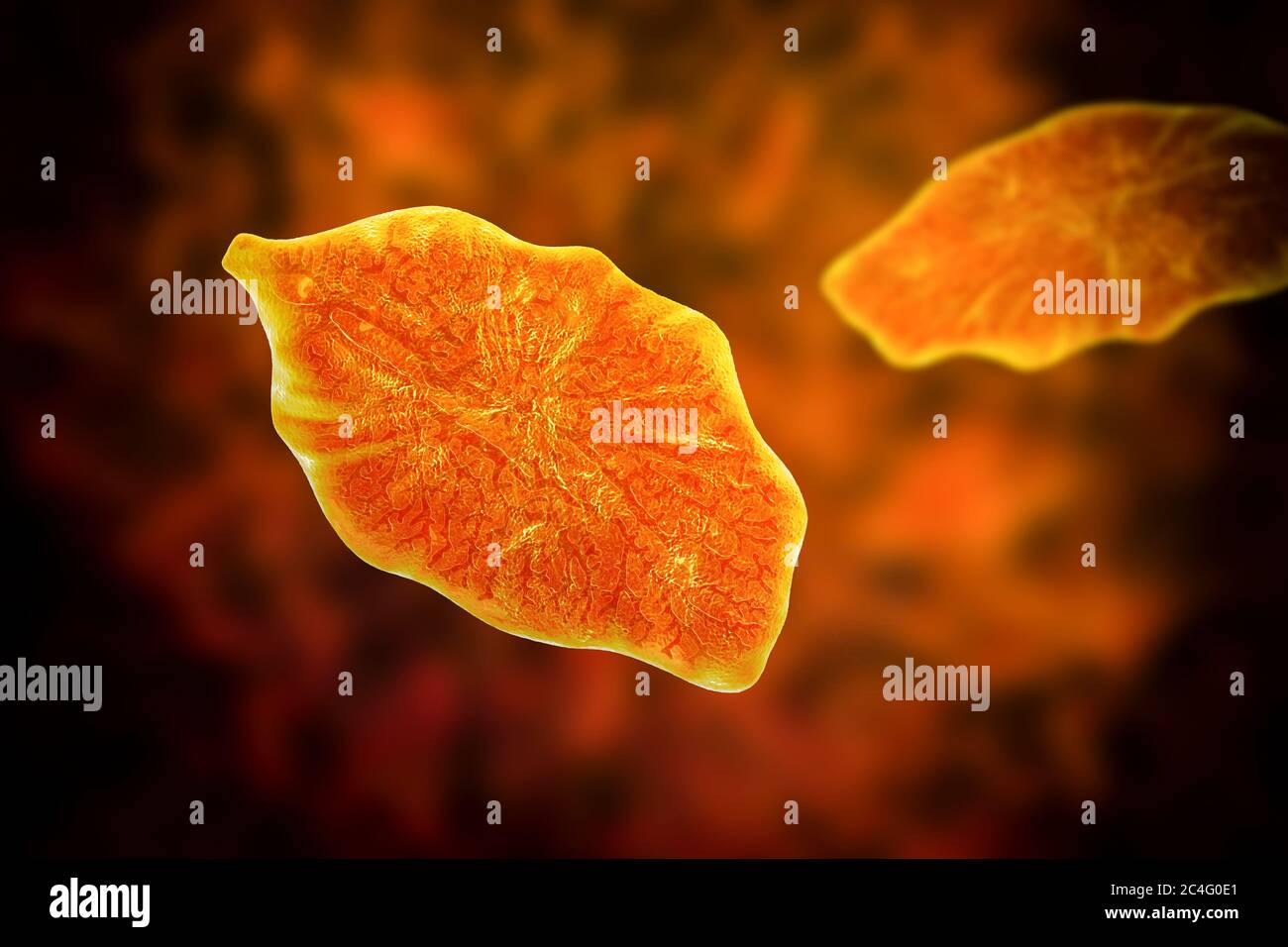 Platyhelminthes Fasciola
