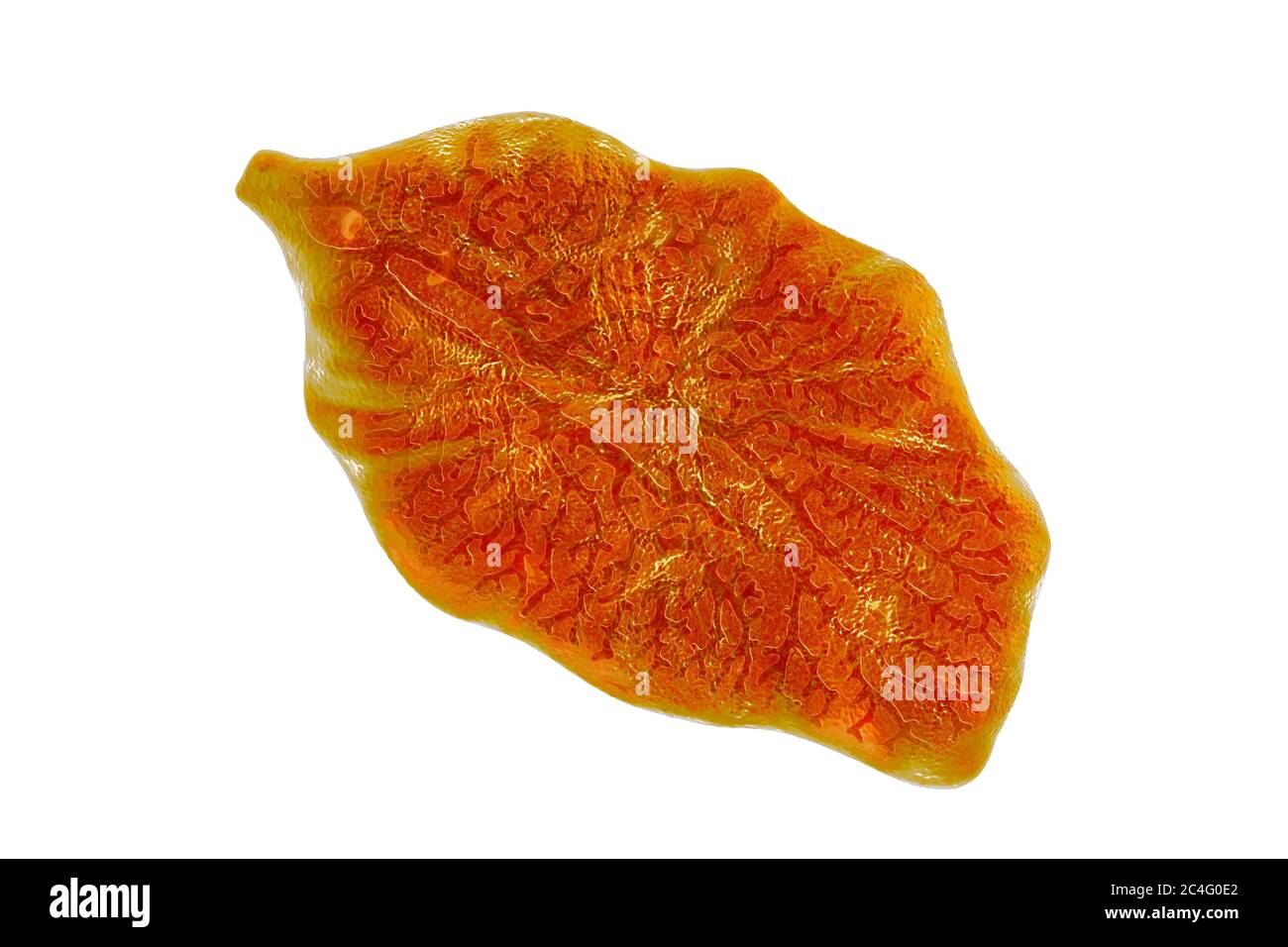 Liver fluke. Computer illustration of an adult liver fluke (Fasciola ...