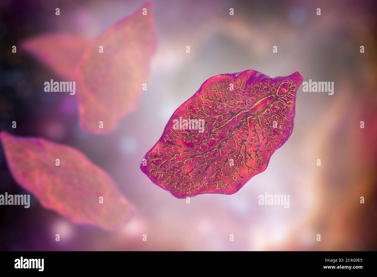 Human liver fluke hi-res stock photography and images - Alamy