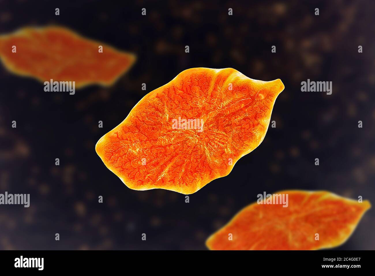 Liver fluke. Computer illustration of an adult liver fluke (Fasciola ...