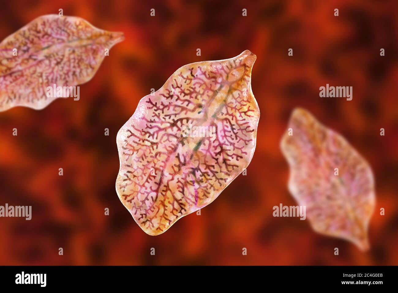 Human liver fluke hi-res stock photography and images - Alamy
