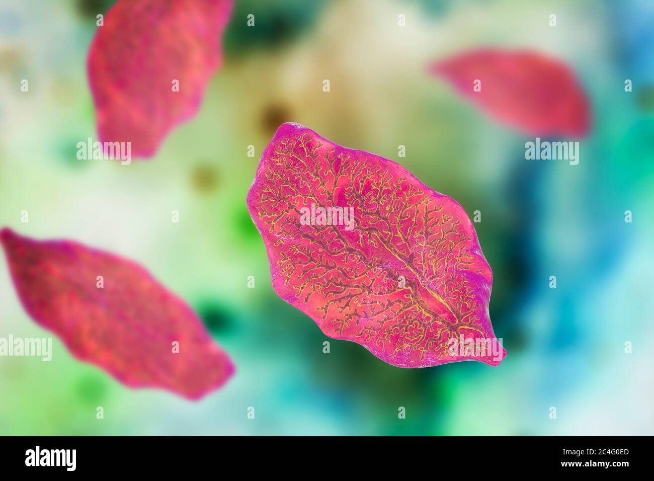 Liver fluke. Computer illustration of an adult liver fluke (Fasciola ...