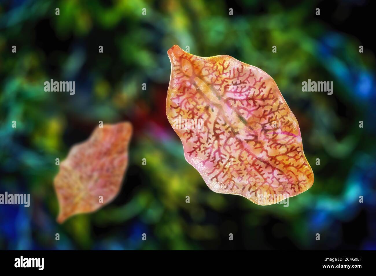Liver fluke. Computer illustration of an adult liver fluke (Fasciola ...