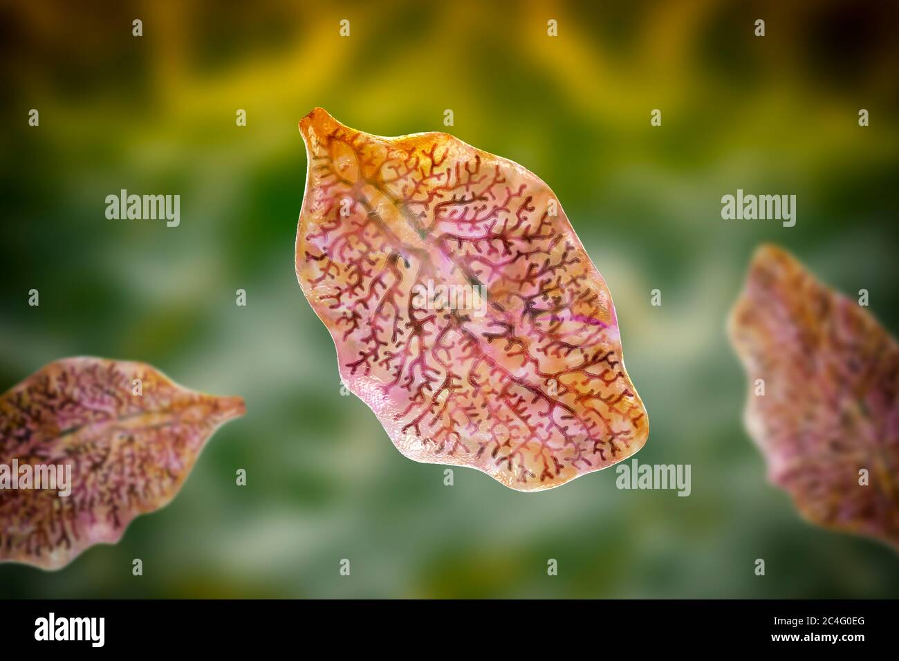 Liver fluke. Computer illustration of an adult liver fluke (Fasciola ...