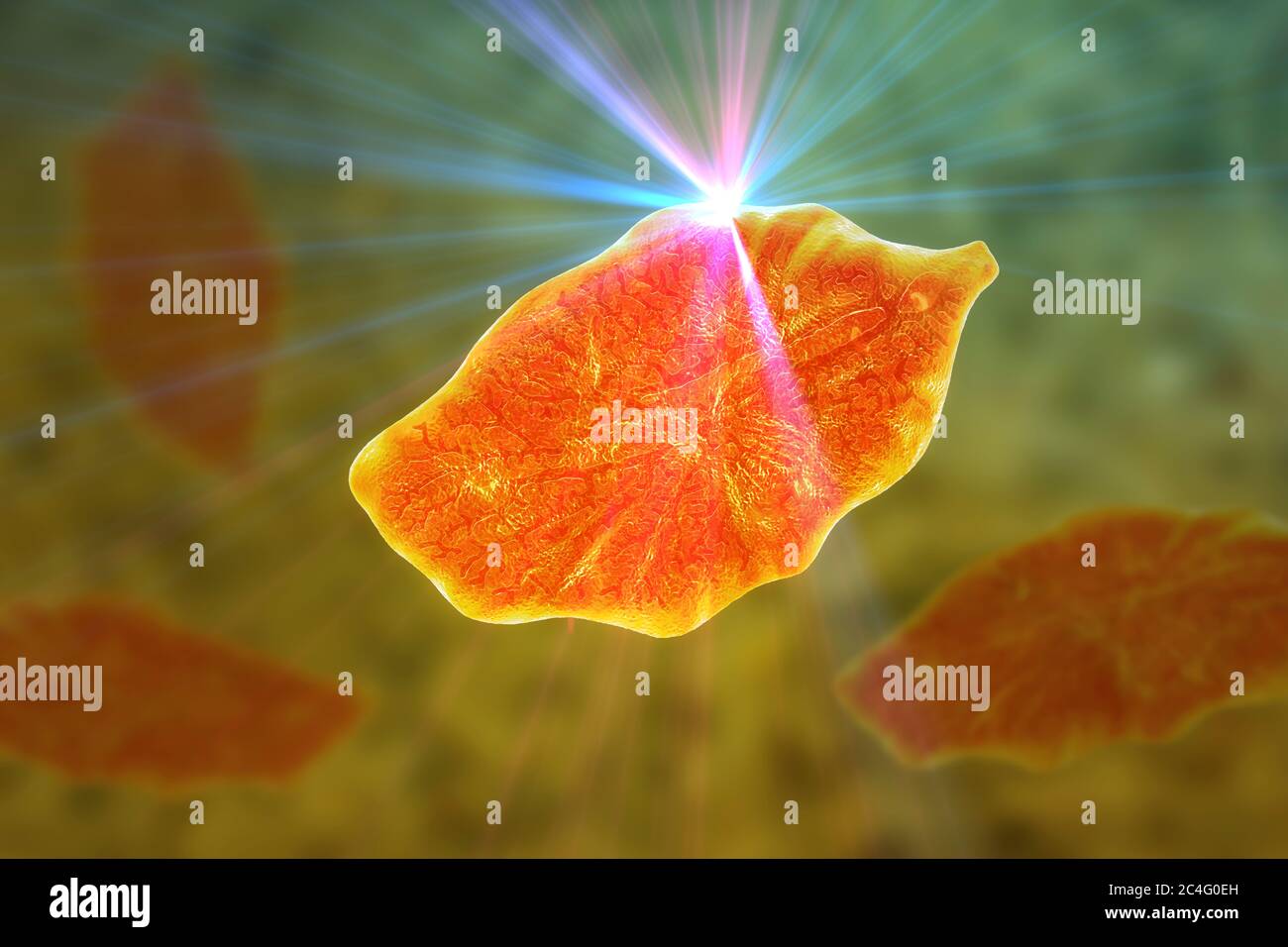 Liver fluke. Computer illustration of an adult liver fluke (Fasciola ...