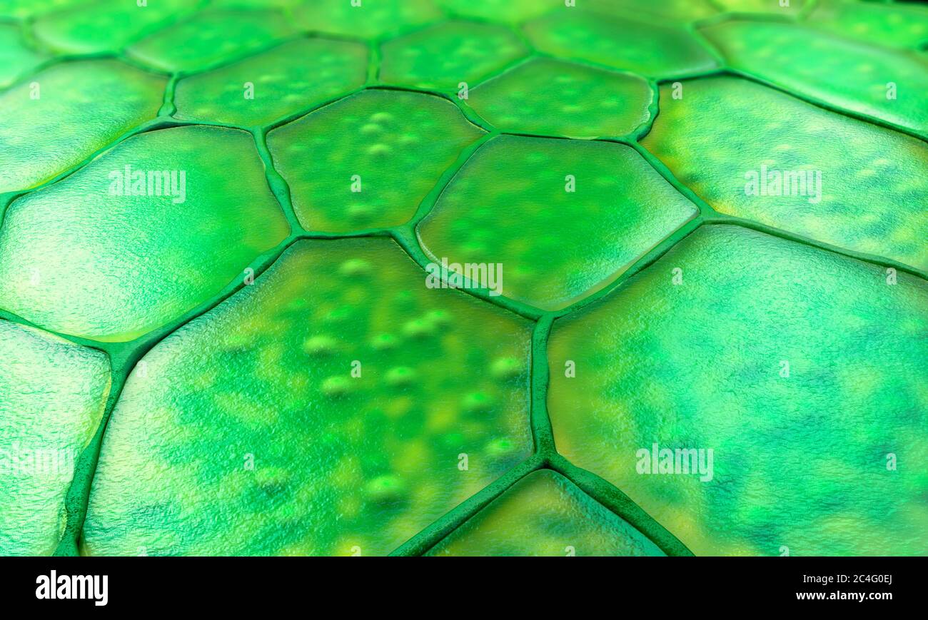 Chloroplasts plant cell hi-res stock photography and images - Alamy