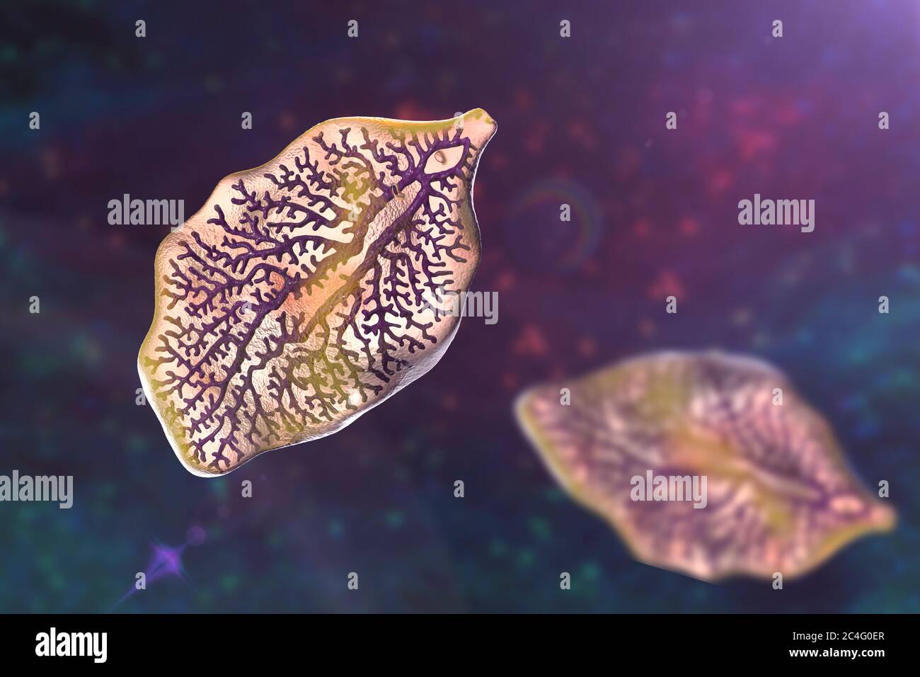 Human liver fluke hi-res stock photography and images - Alamy
