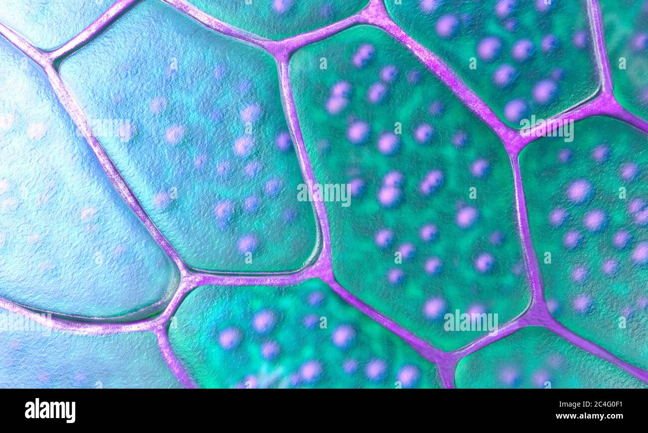 Structure of plant cells hi-res stock photography and images - Alamy
