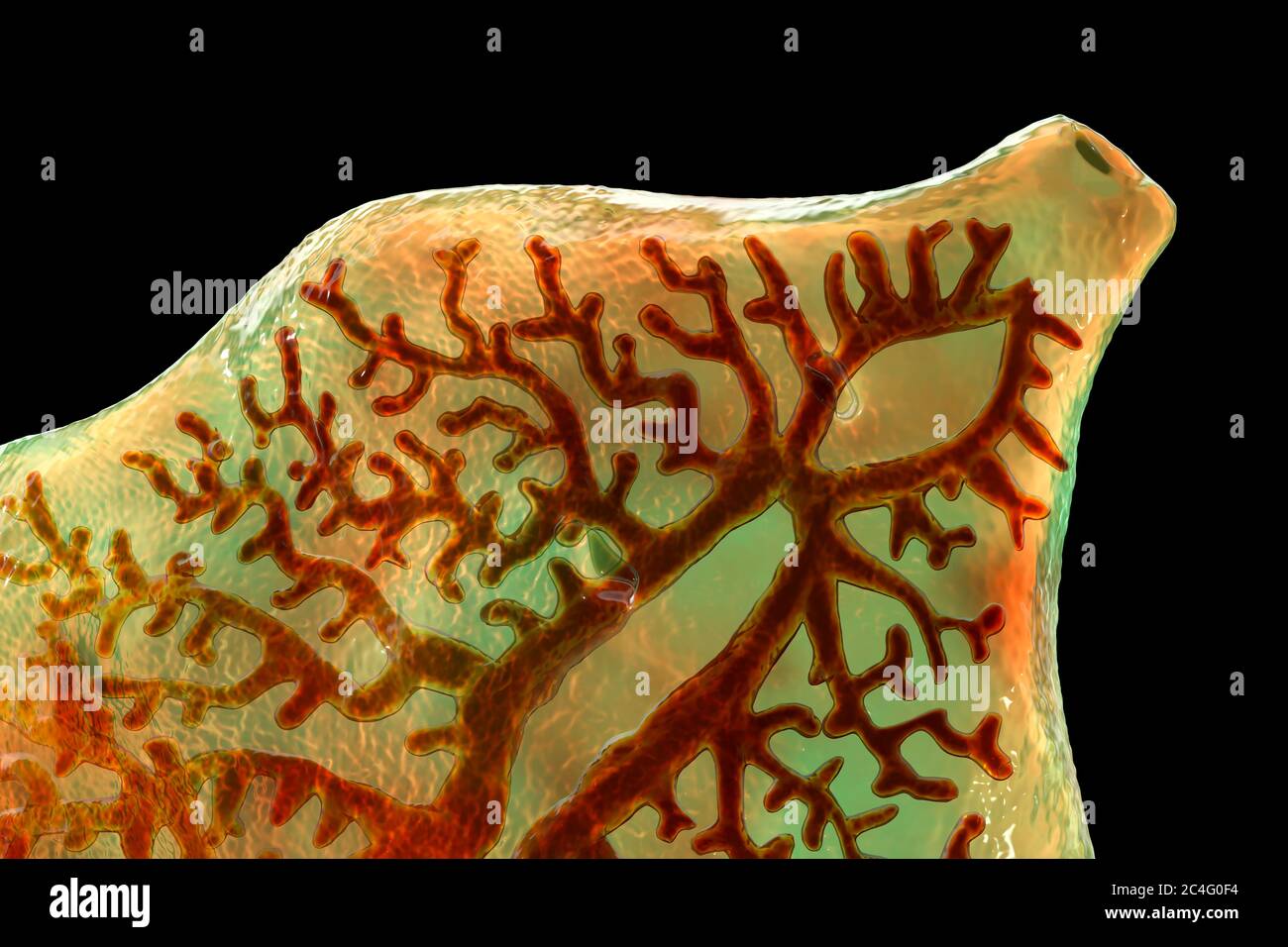 Structure Of Liver Fluke Fasciola Hepatica Zoology