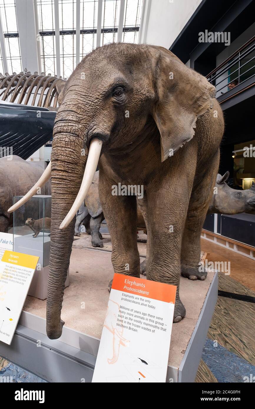 Elephant at the Mammals Gallery at the Natural History Museum in London ...