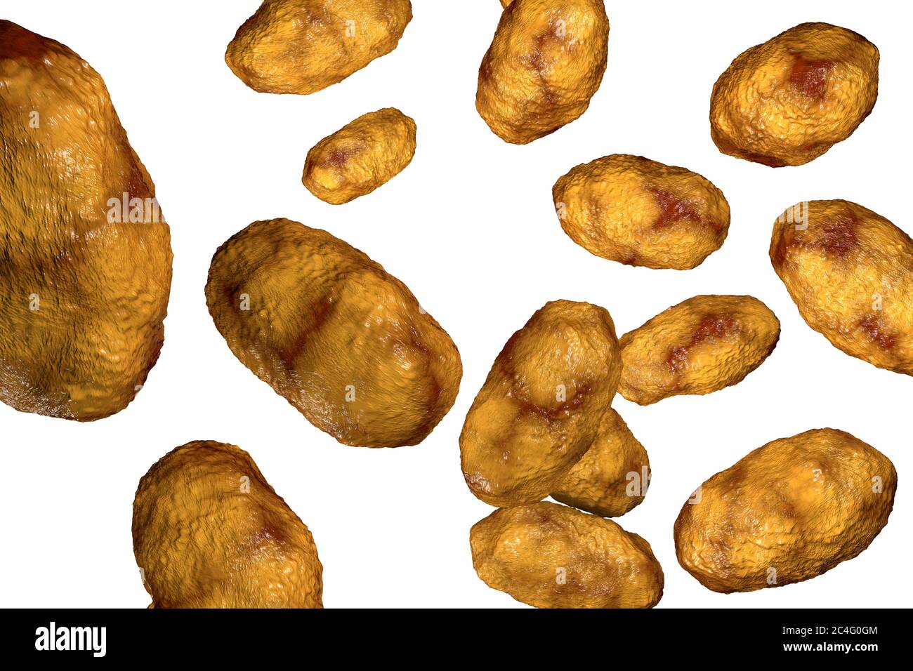 Coccus coccobacillus bacteria hi-res stock photography and images - Alamy