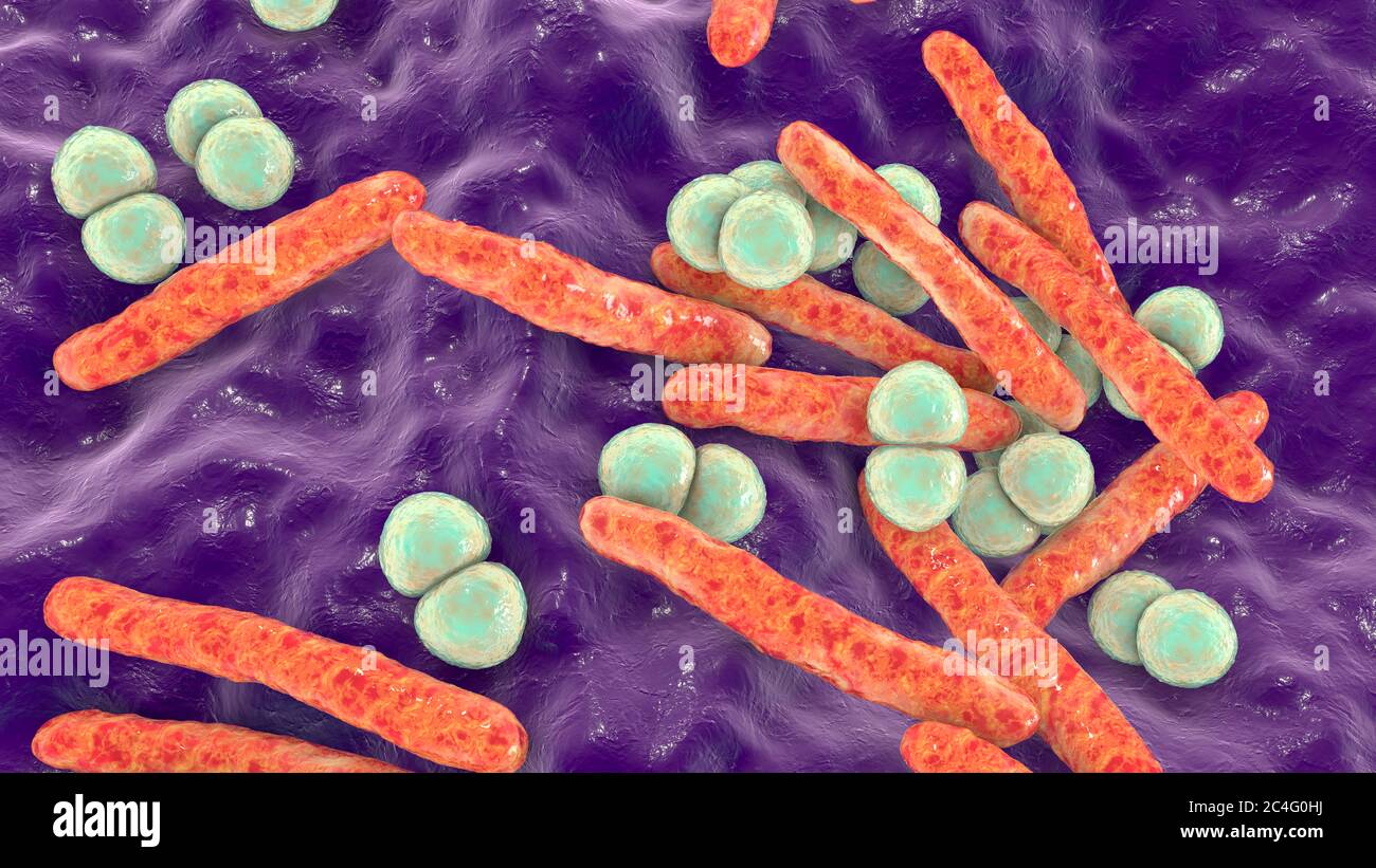 Weakened microbe hi-res stock photography and images - Alamy