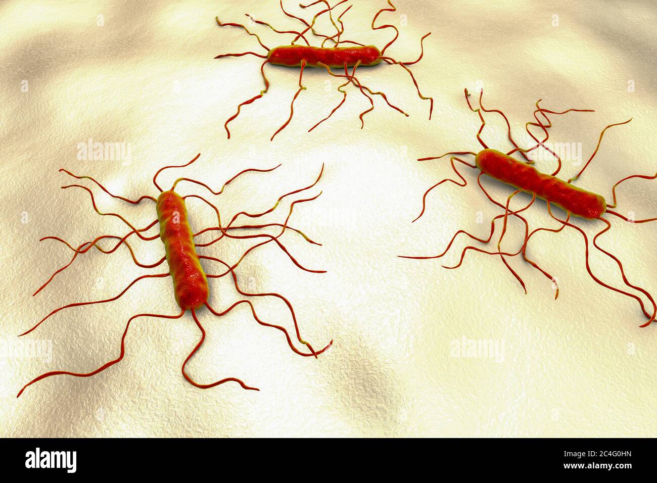 Listeria monocytogenes bacteria hi-res stock photography and images - Alamy