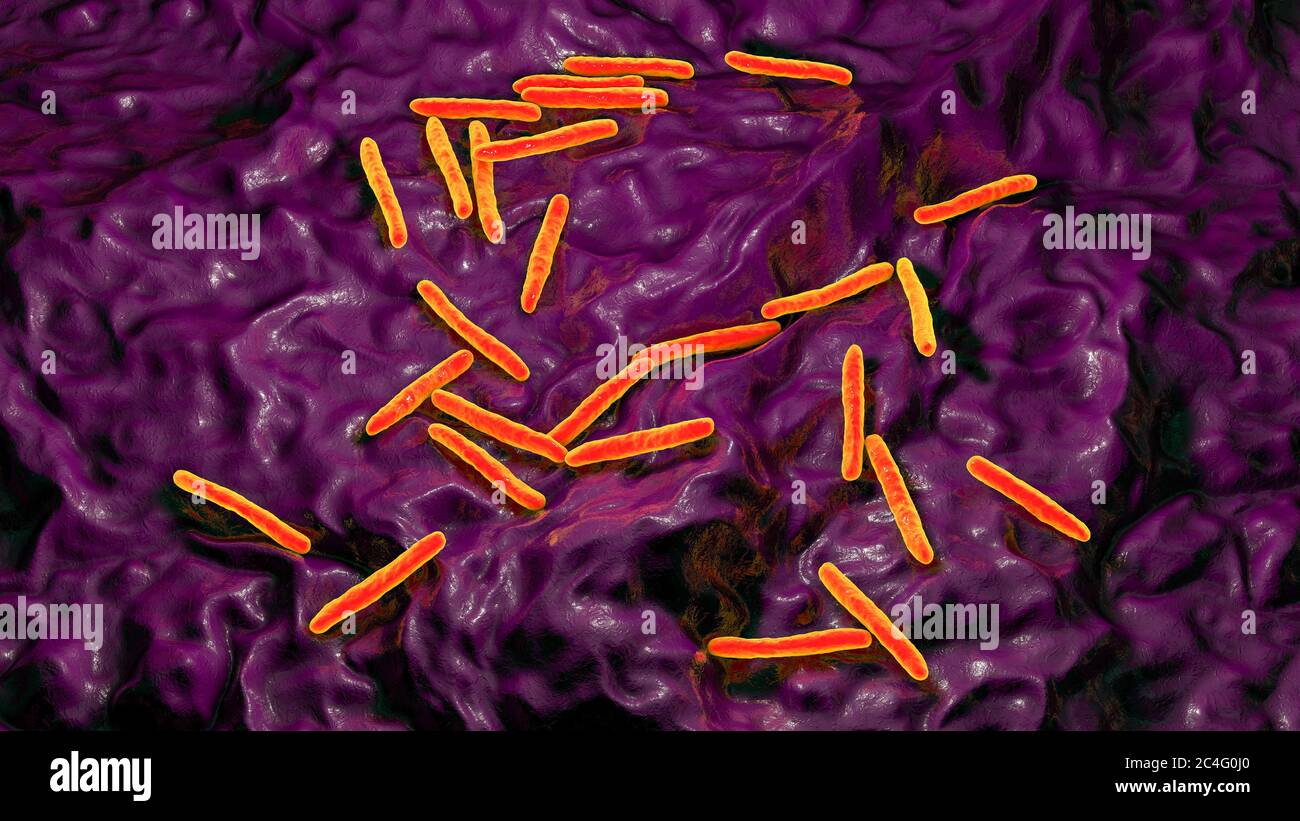 Tuberculosis bacteria. Computer illustration of Mycobacterium tuberculosis bacteria, the Gram ...