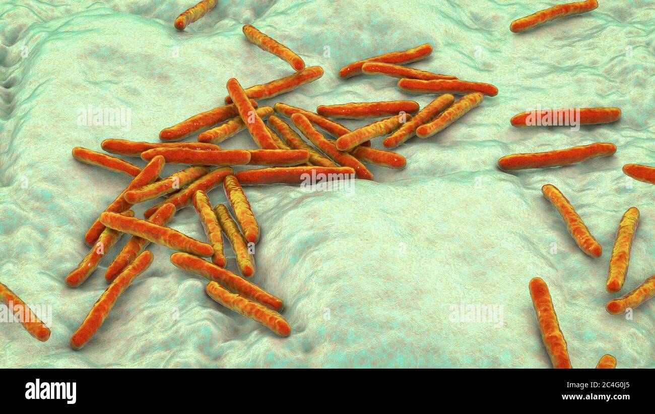 Tuberculosis bacteria. Computer illustration of Mycobacterium tuberculosis bacteria, the Gram ...