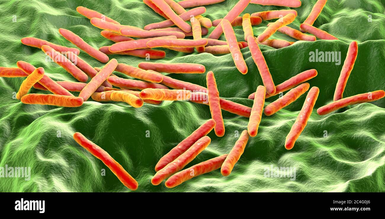 Tuberculosis bacteria. Computer illustration of Mycobacterium ...