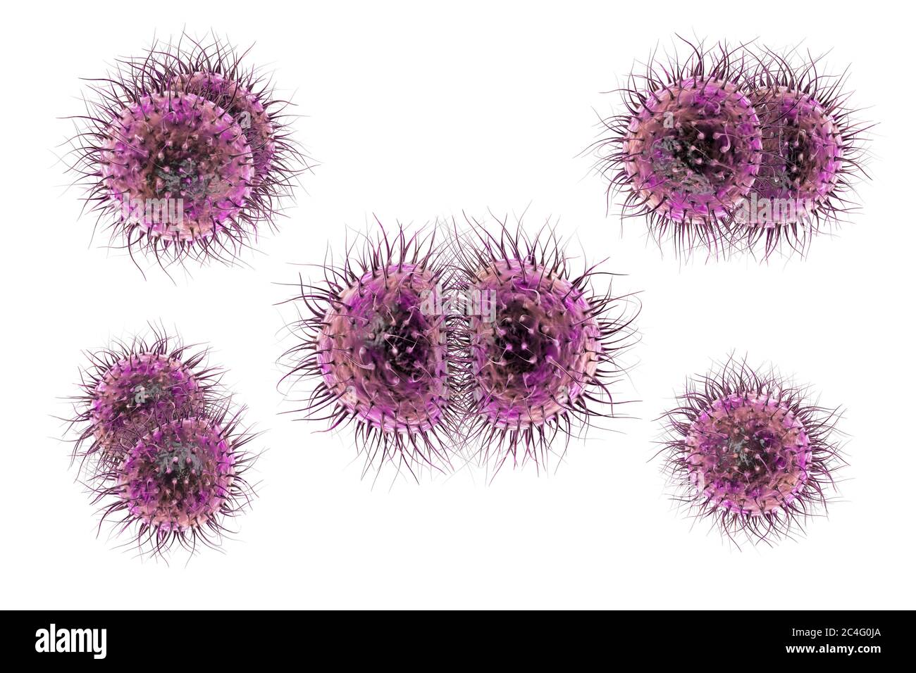 Diplococci bacteria hi-res stock photography and images - Alamy