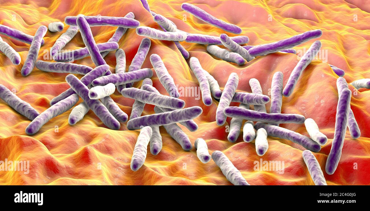 Tuberculosis bacteria. Computer illustration of Mycobacterium tuberculosis bacteria, the Gram ...