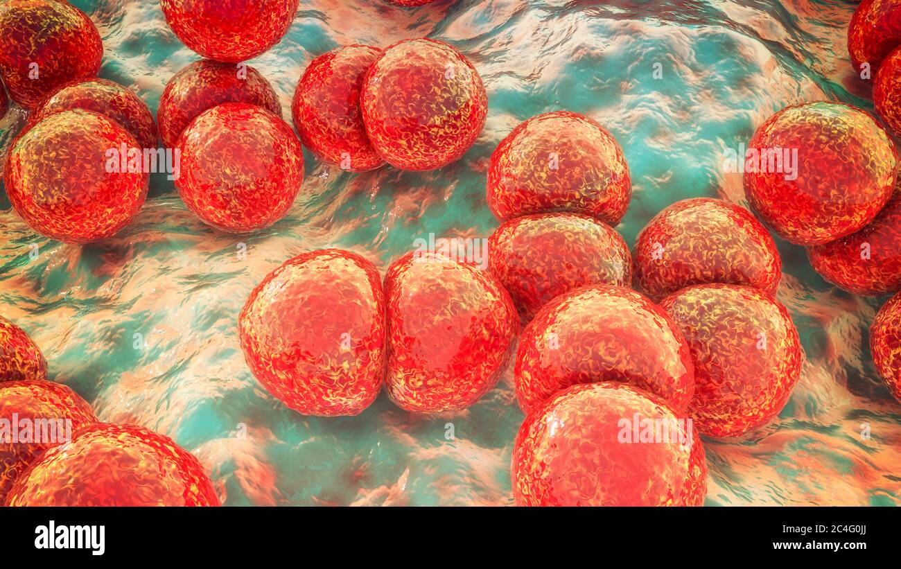 Gram positive streptococcus pneumoniae hi-res stock photography and ...