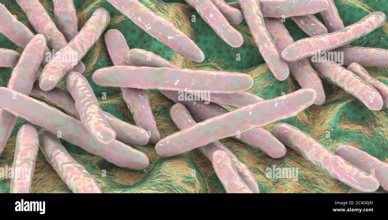 Tuberculosis bacteria. Computer illustration of Mycobacterium tuberculosis bacteria, the Gram ...
