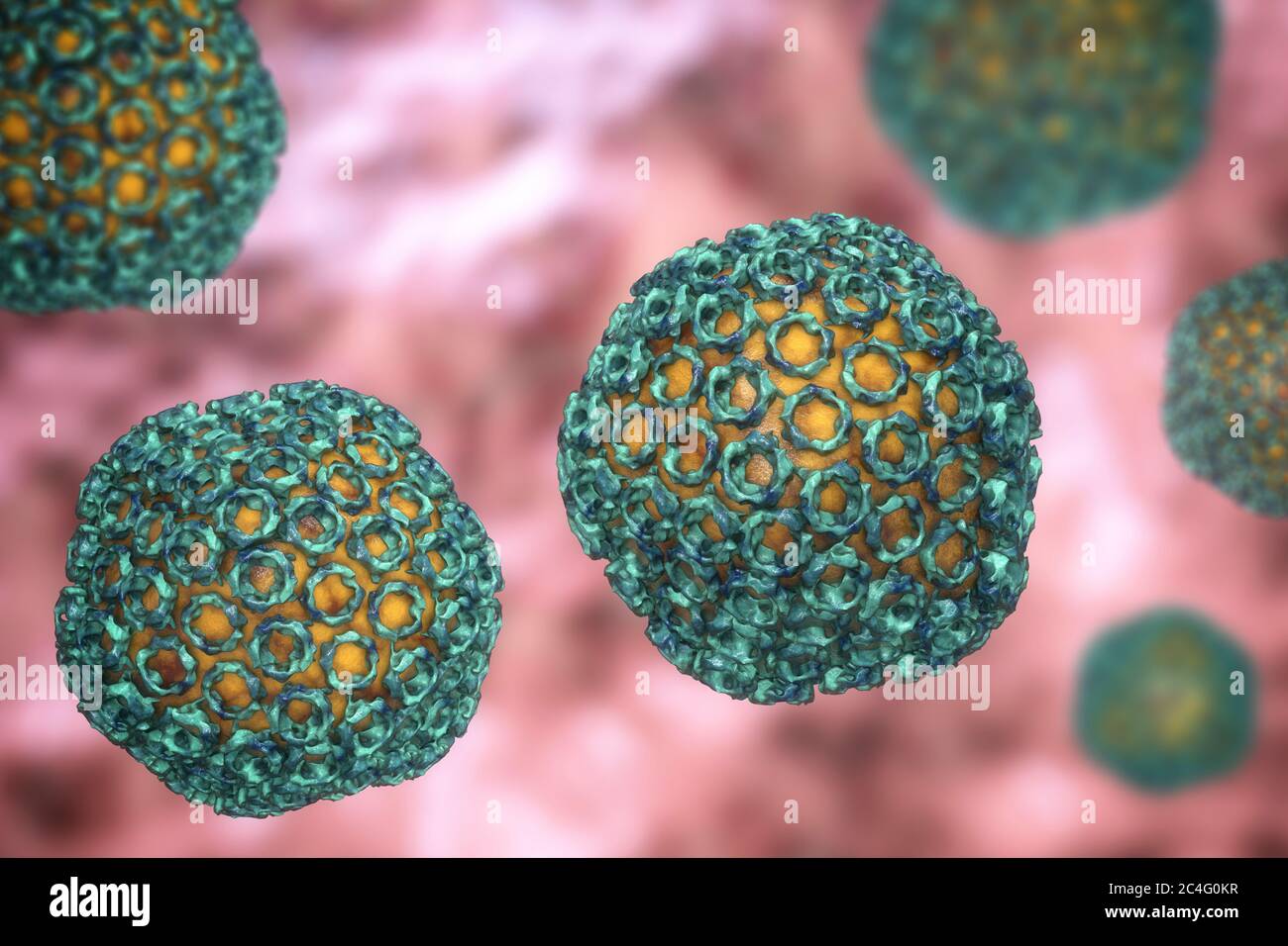 Rift Valley fever virus particles, computer illustration. This virus ...