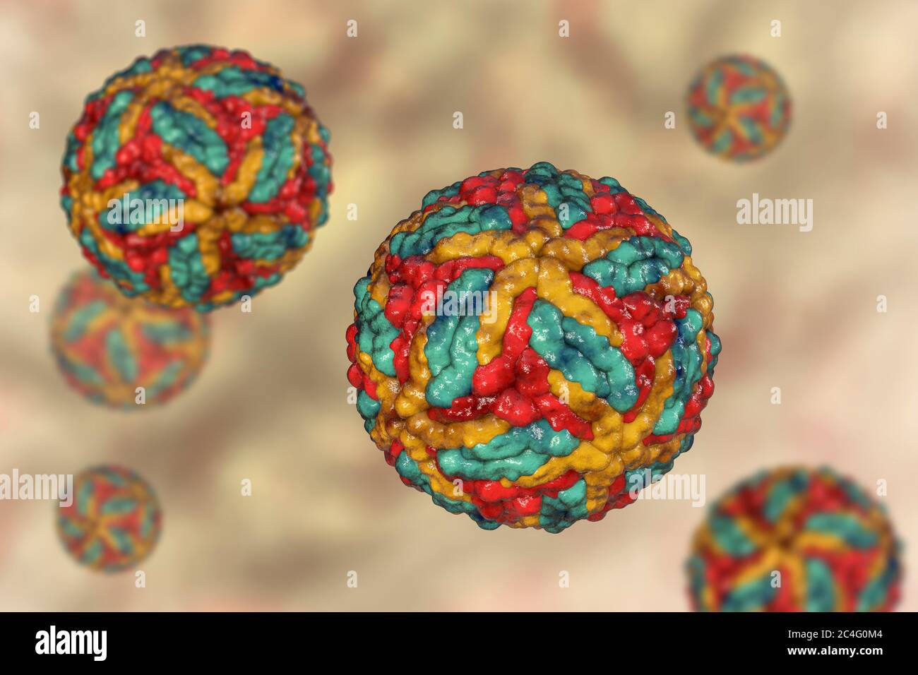 St louis encephalitis virus hi-res stock photography and images - Alamy