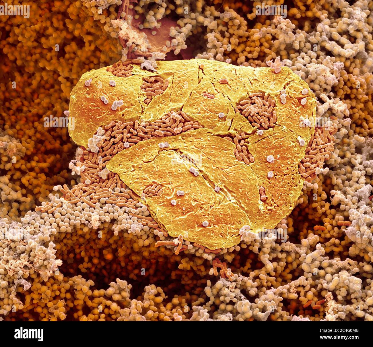 Prokaryotic cell micrograph hi-res stock photography and images - Alamy