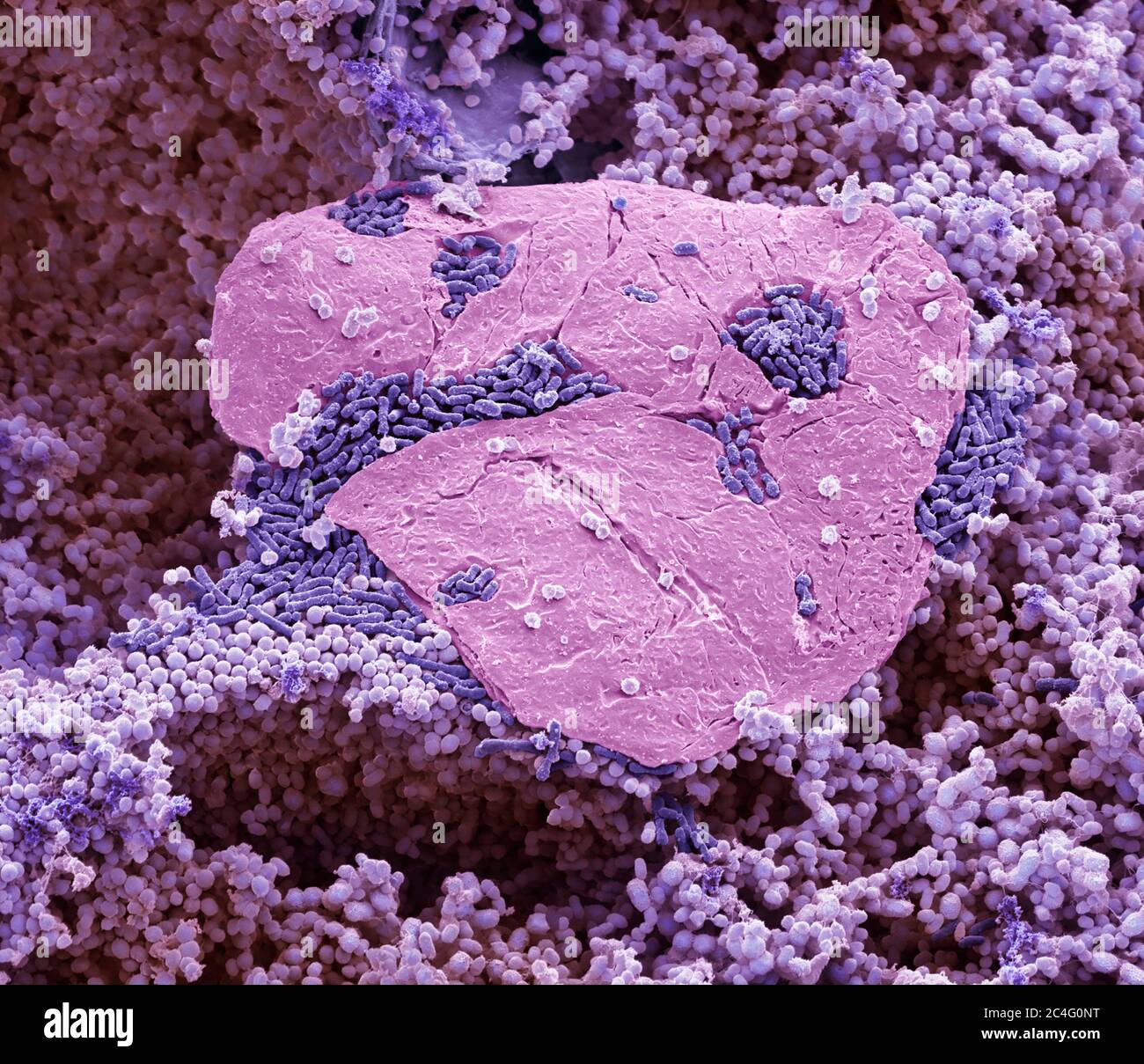 Prokaryotic cell micrograph hi-res stock photography and images - Alamy