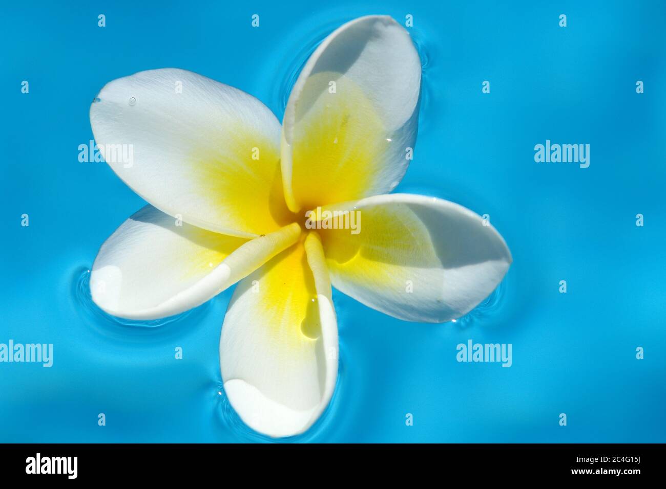Pool with flower hi-res stock photography and images - Alamy
