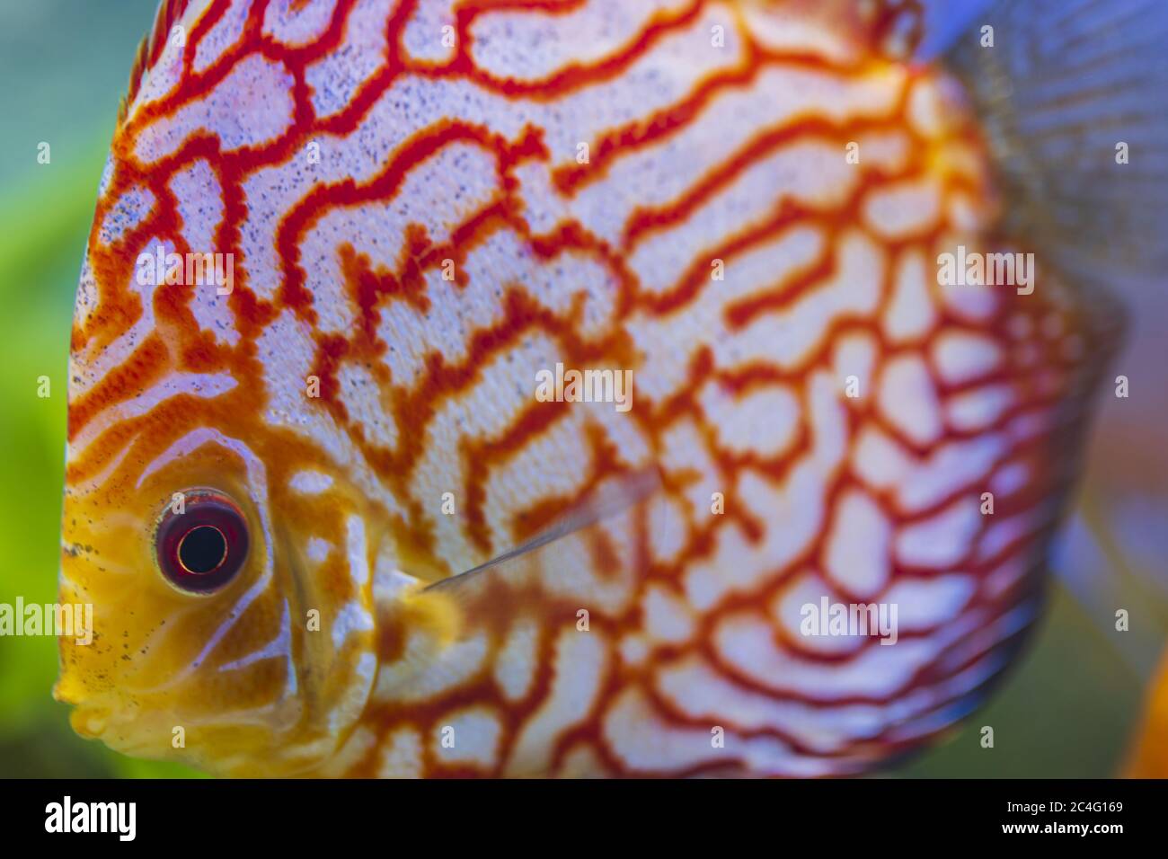 Red Map Discus Fish