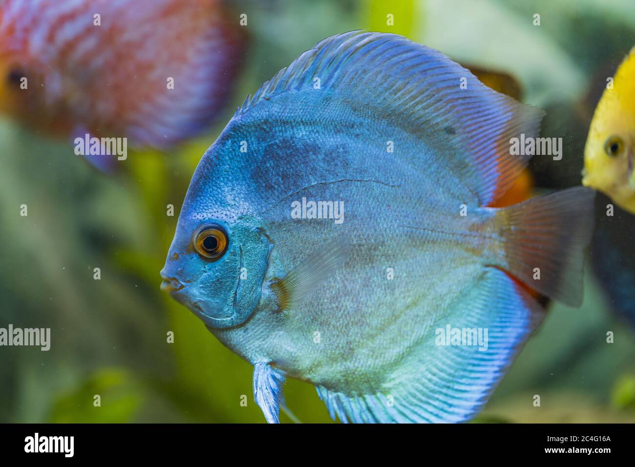 Diskus hi-res stock photography and images - Alamy