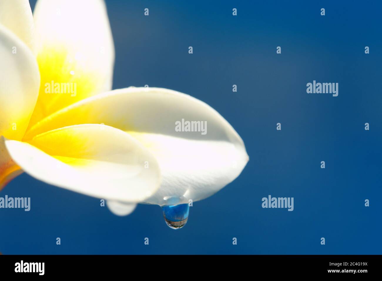 White Plumeria and water drop (Frangipani flower Stock Photo - Alamy