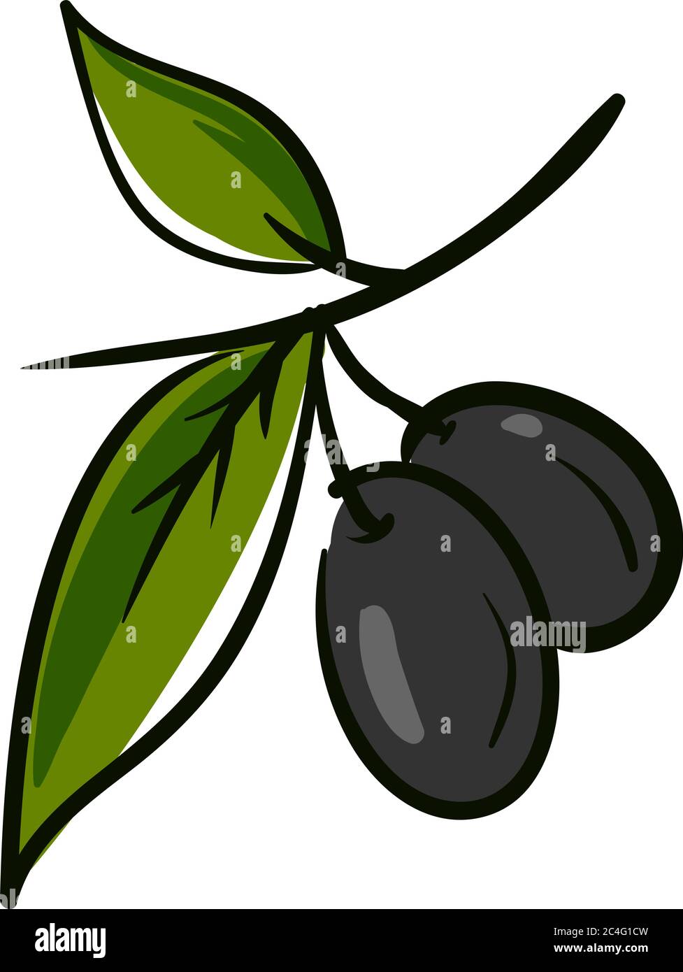 Black olive, illustration, vector on white background Stock Vector ...