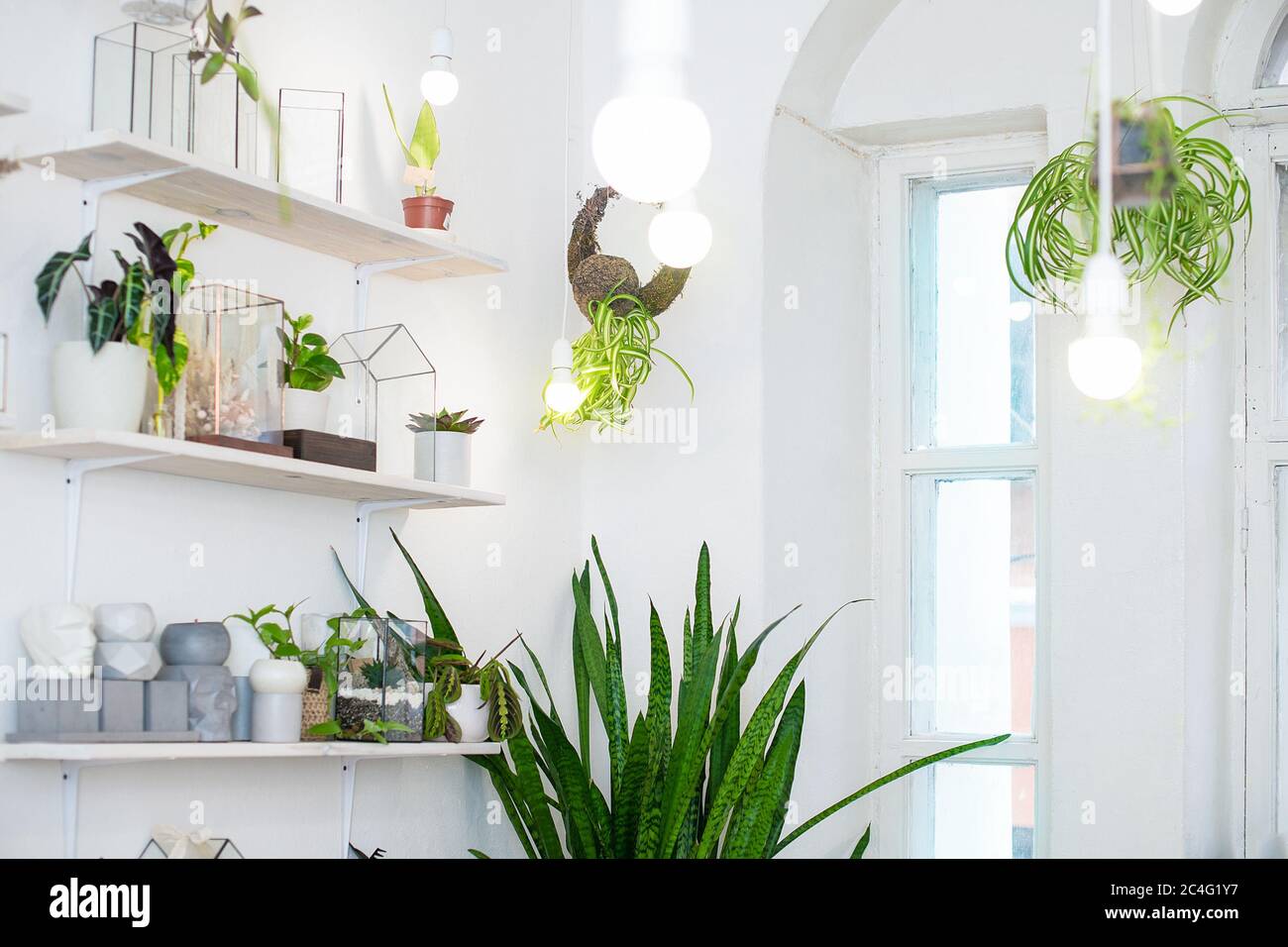 Mini florarium with green plants hanging on a wire with white lights in ...