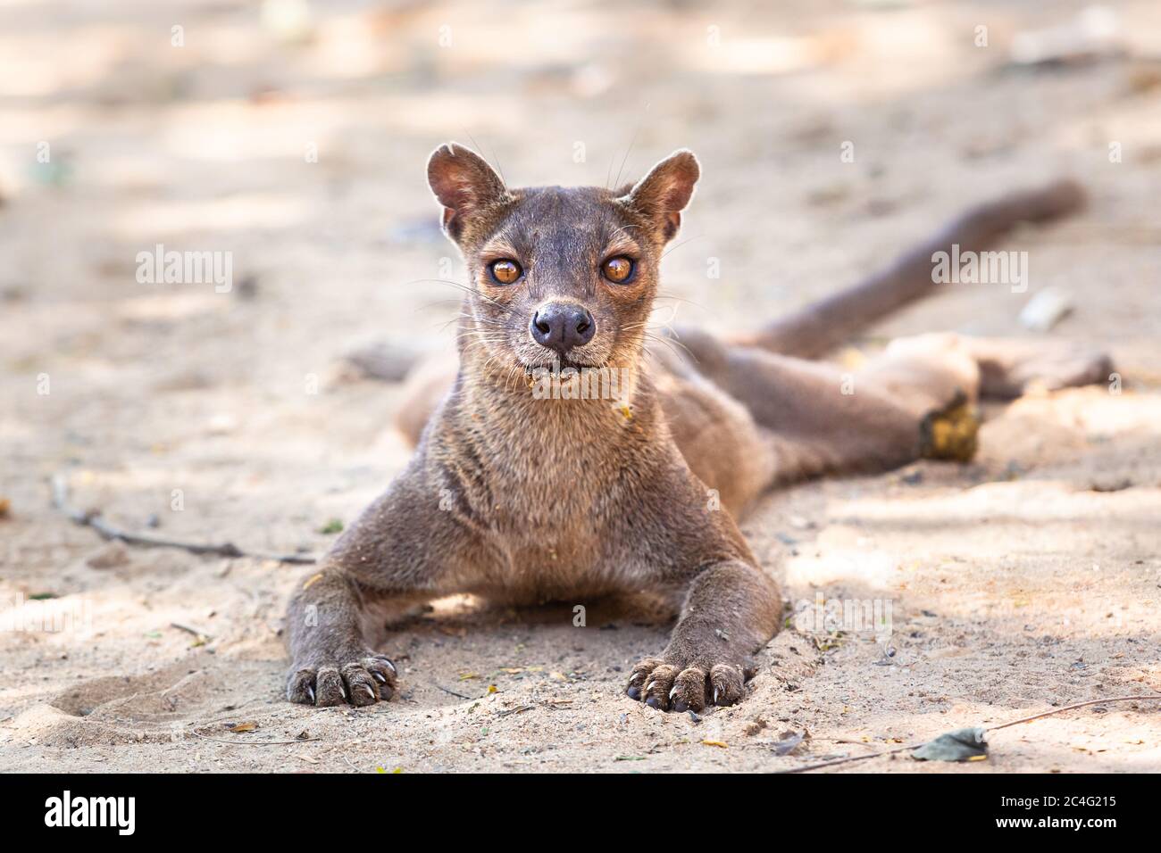 Endemic Madagascar fossa on the ground Stock Photo - Alamy