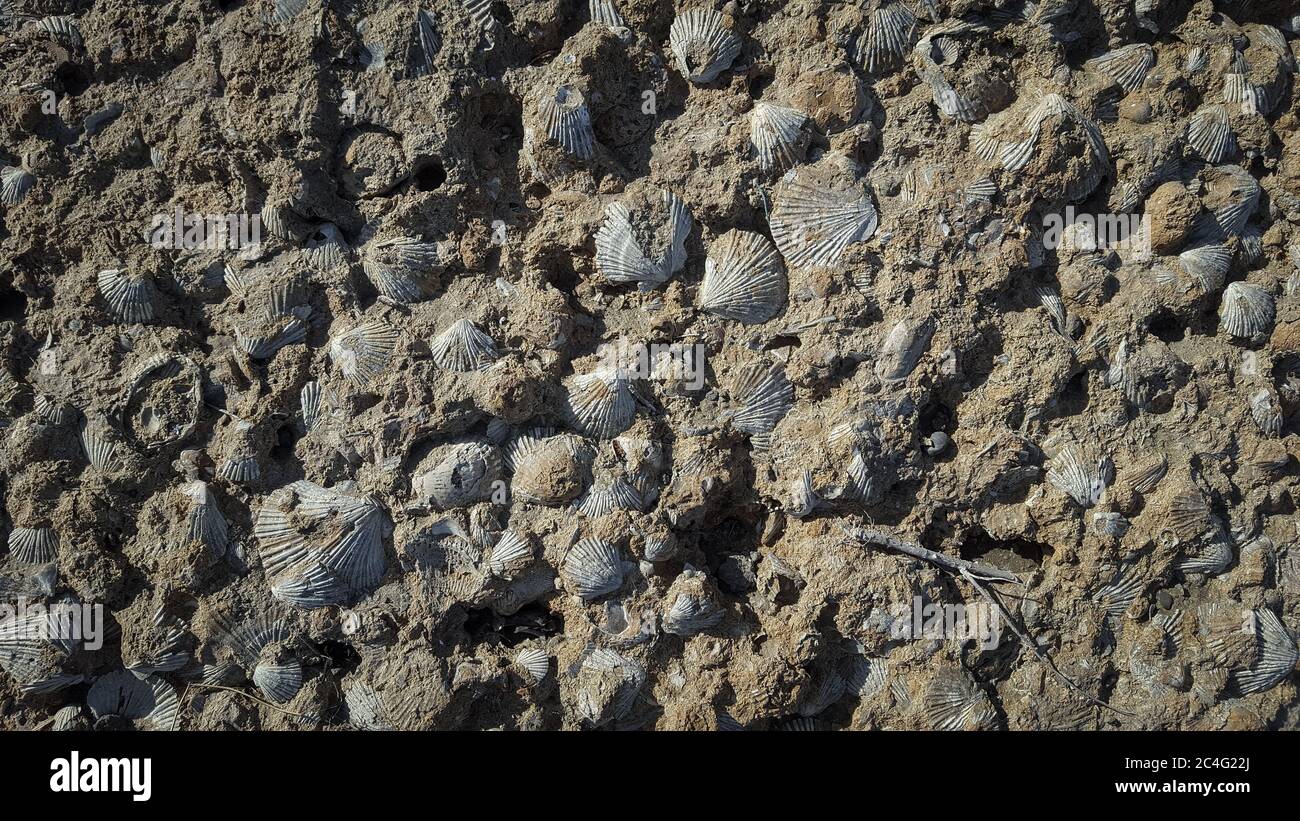 Many sea shells hi-res stock photography and images - Alamy