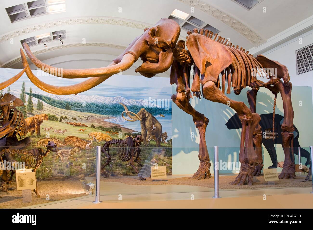 Mammoth skeleton natural history museum hi-res stock photography and ...