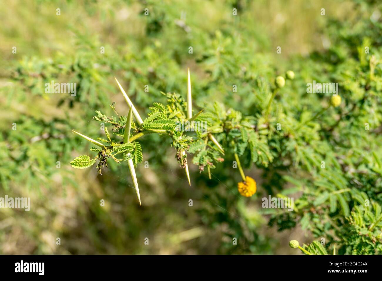 Acacia Thorn Tree Stock Photo - Alamy