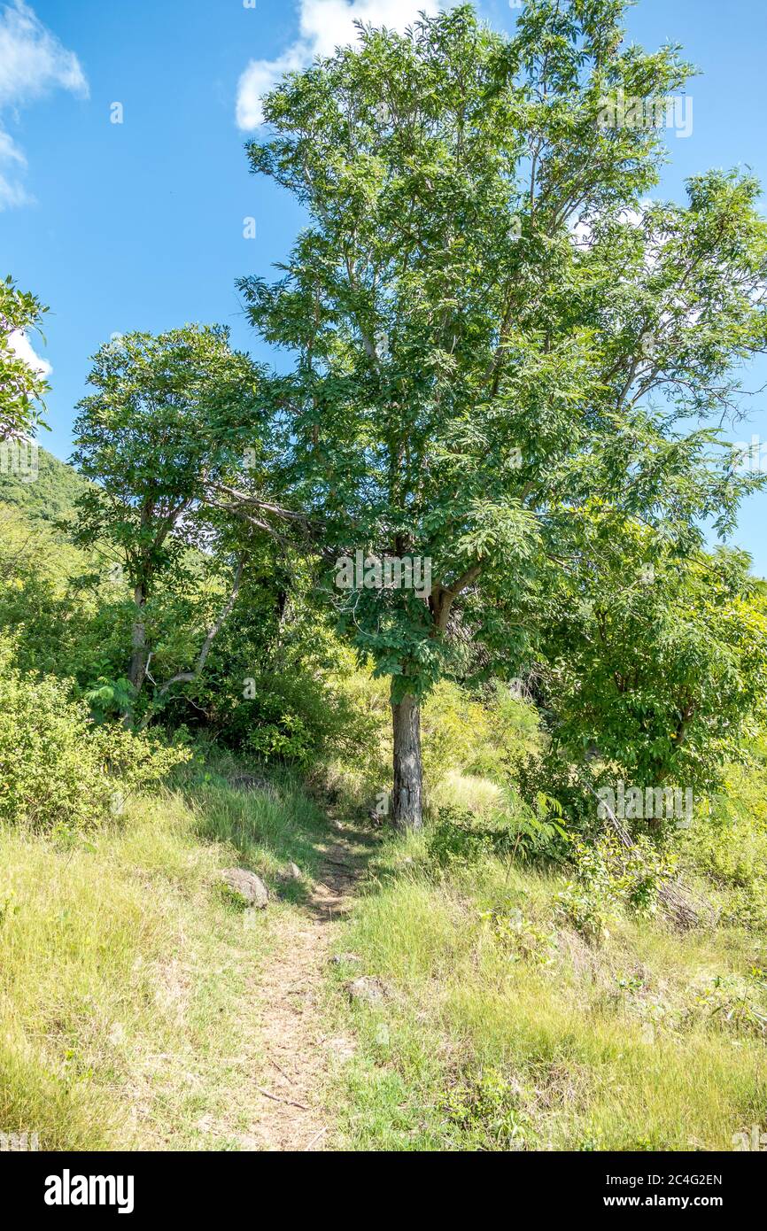 Single huge tree standing alone next to a mountain bike trail Stock ...