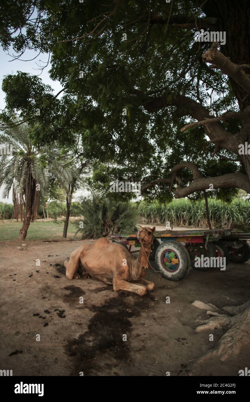 Camel Sitting Under The Tree Near Its Cart In Moro, Sindh, Pakistan ...