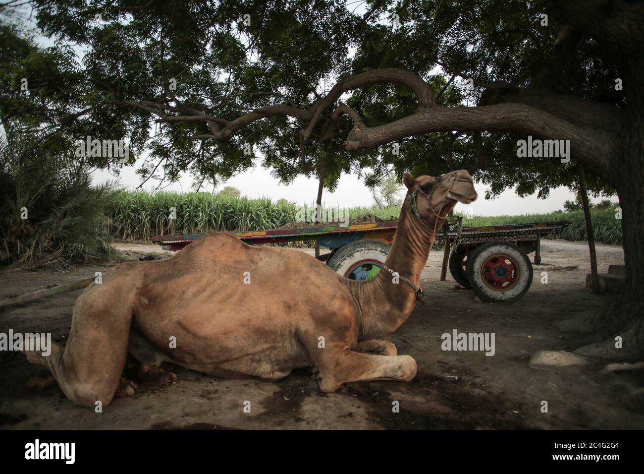 Camel Sitting Under The Tree Near Its Cart In Moro, Sindh, Pakistan ...