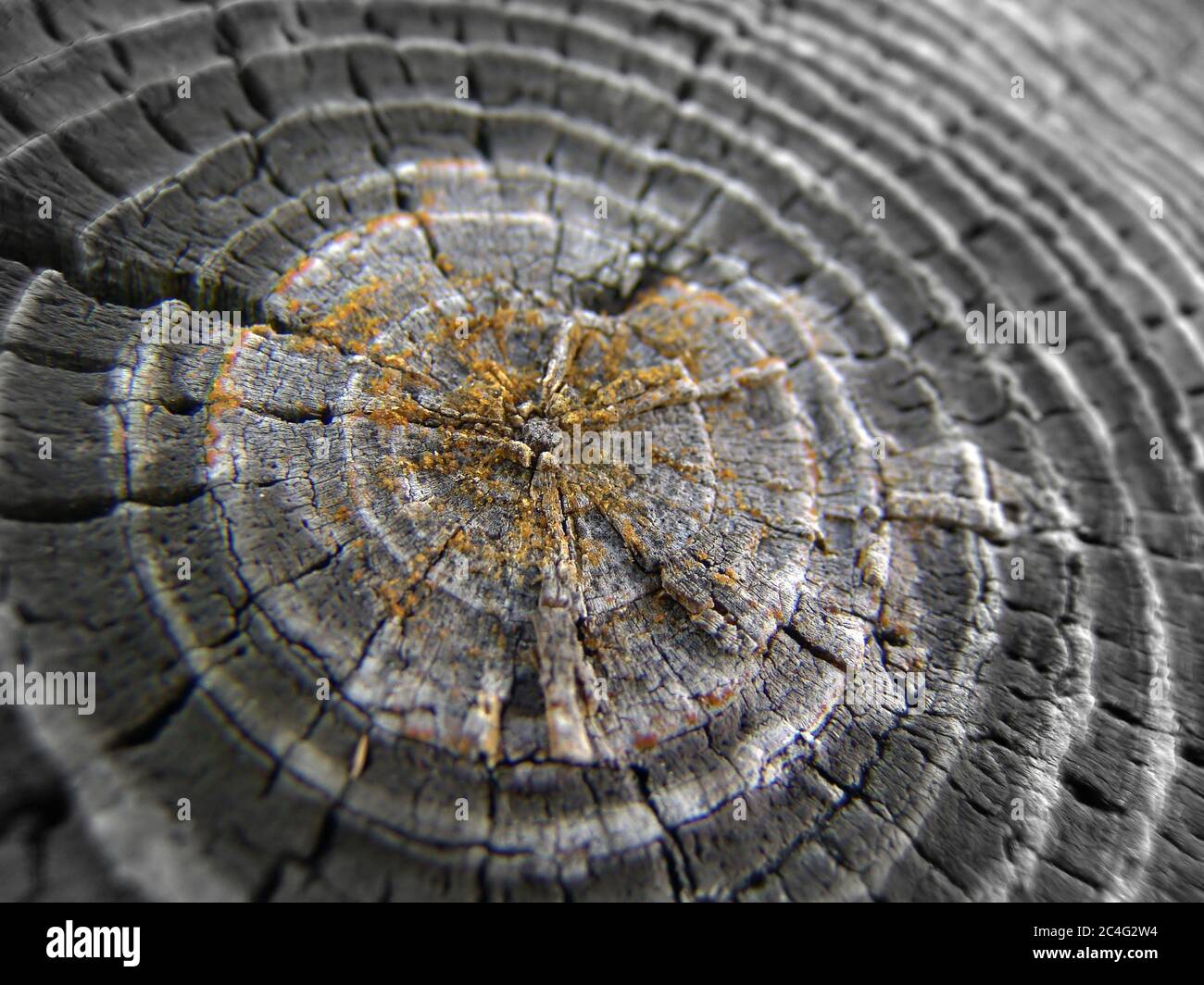 Concentric circles of trees hi-res stock photography and images - Alamy