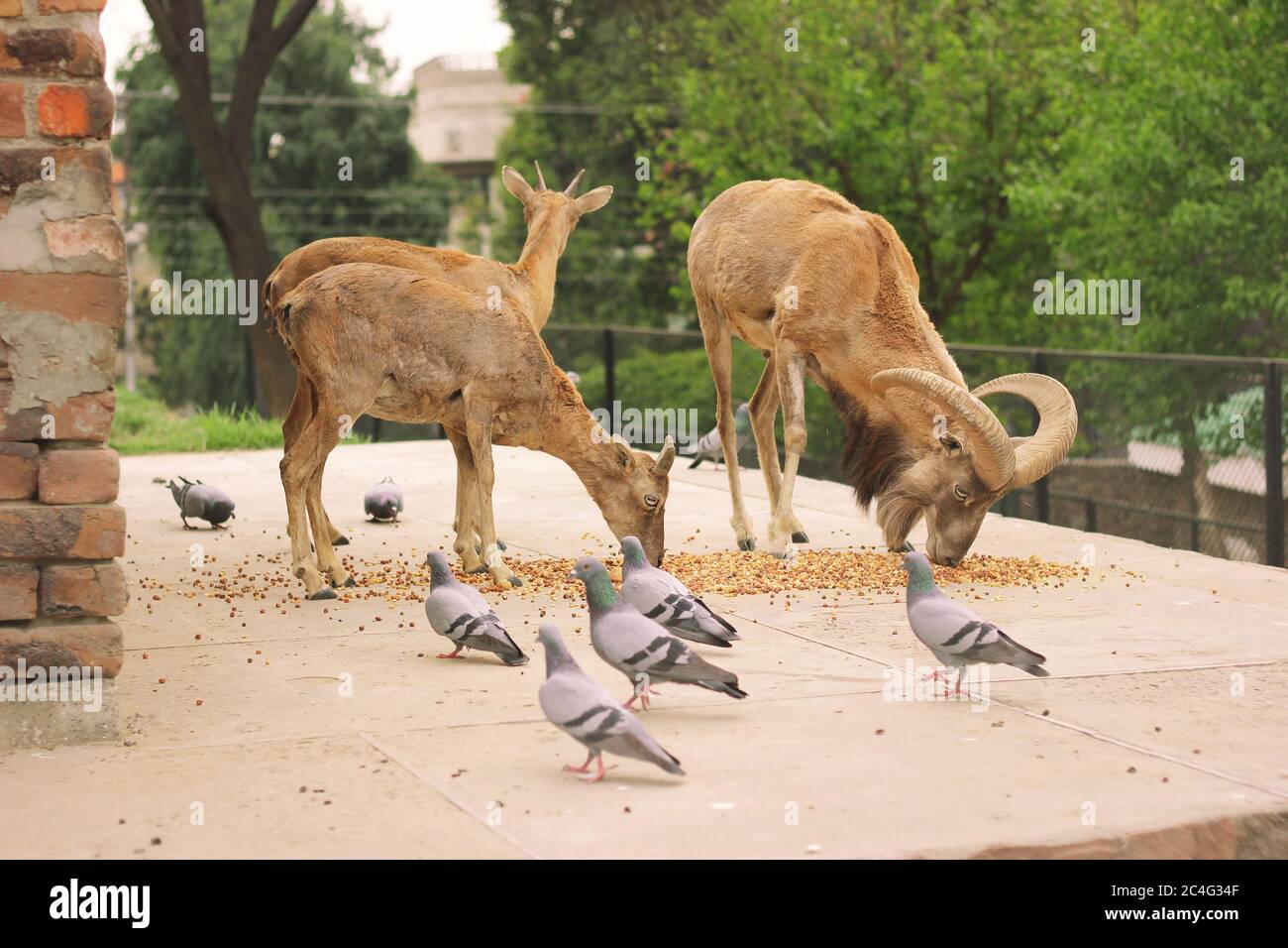 Three Alpine ibex eating food in Lahore zoo, Pakistan Stock Photo - Alamy