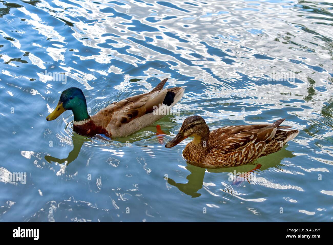Pair Of Mallard Wild Ducks Anas Platyrhynchos Male And Female Stock
