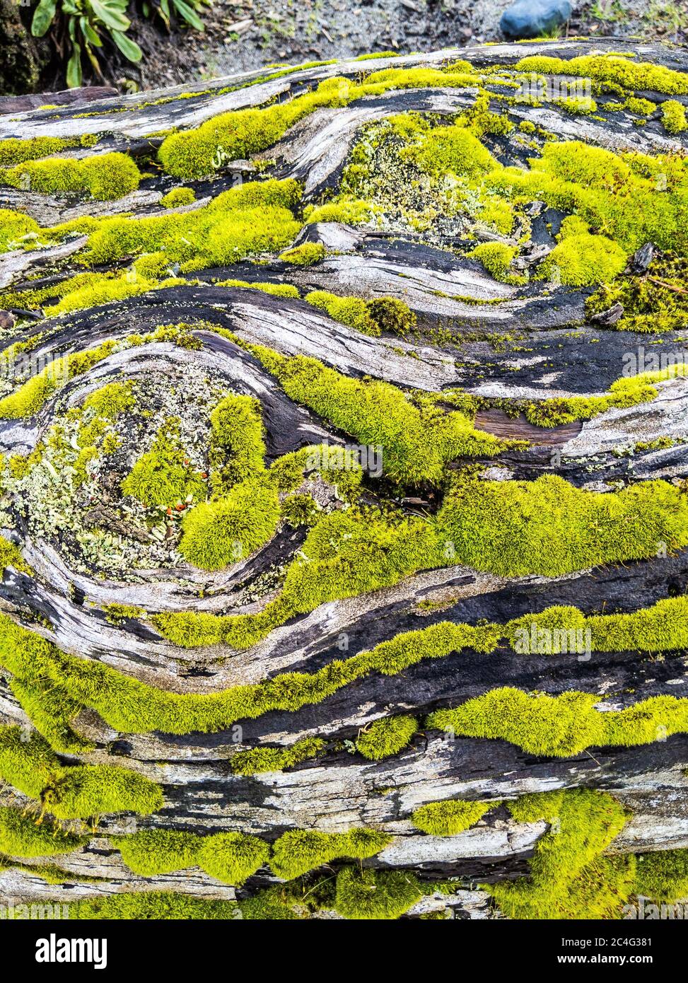 Interesting pattern on a most log Stock Photo - Alamy