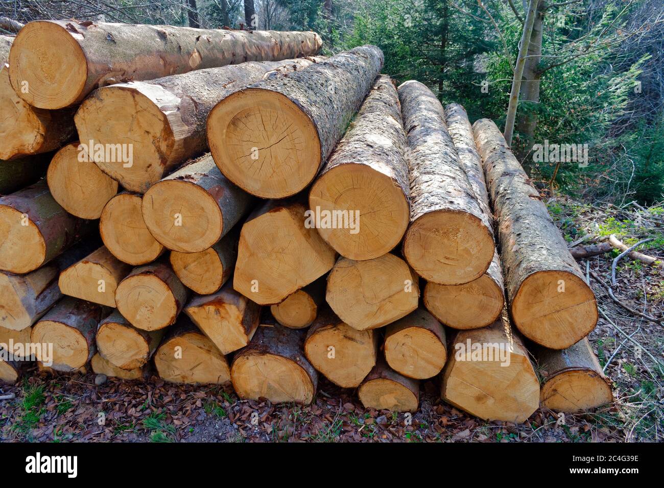 Pile of large cut down tree trunks in evergreen forest Stock Photo - Alamy